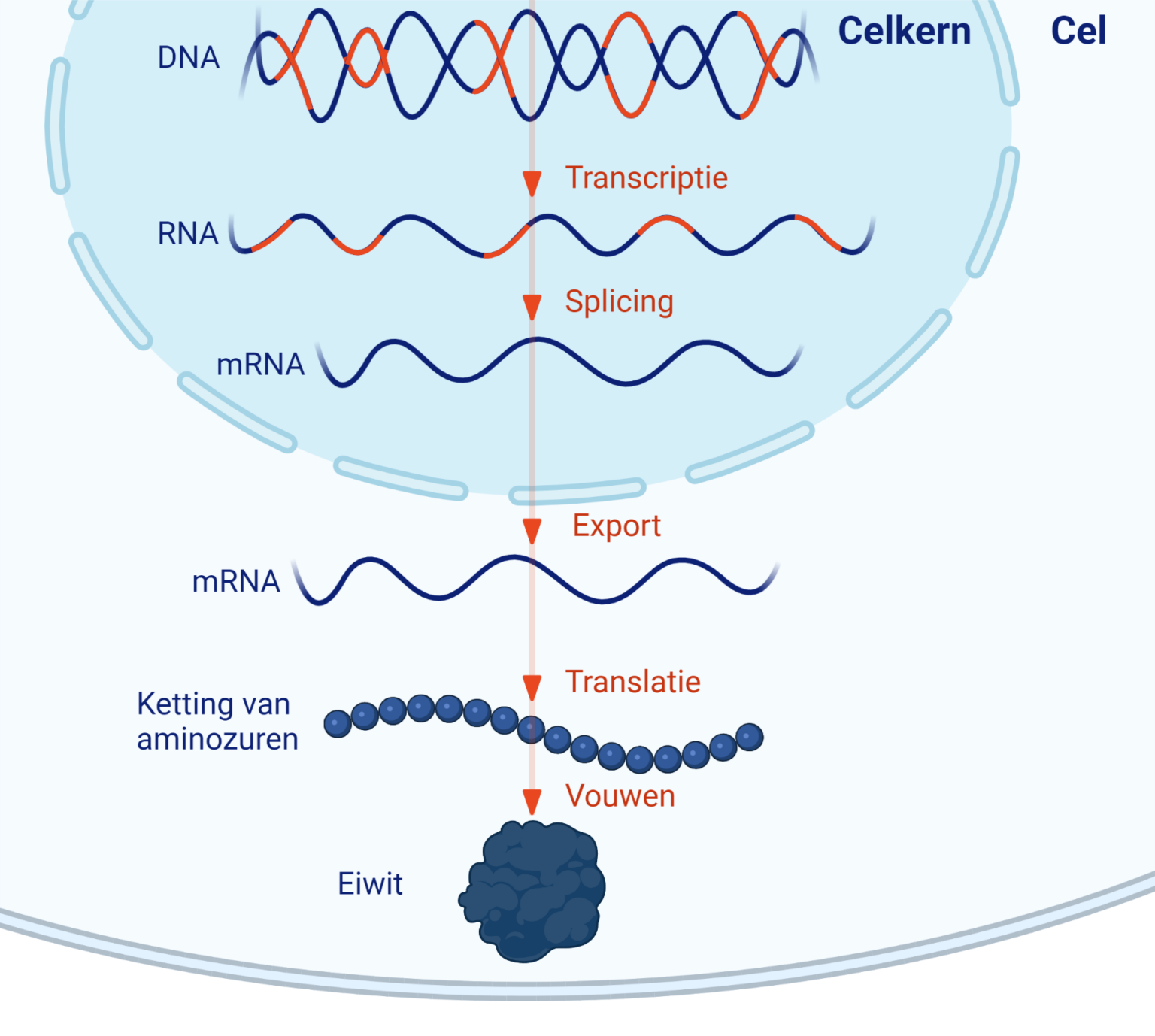 Toch een diagnose, dankzij RNA - Amazing Erasmus MC