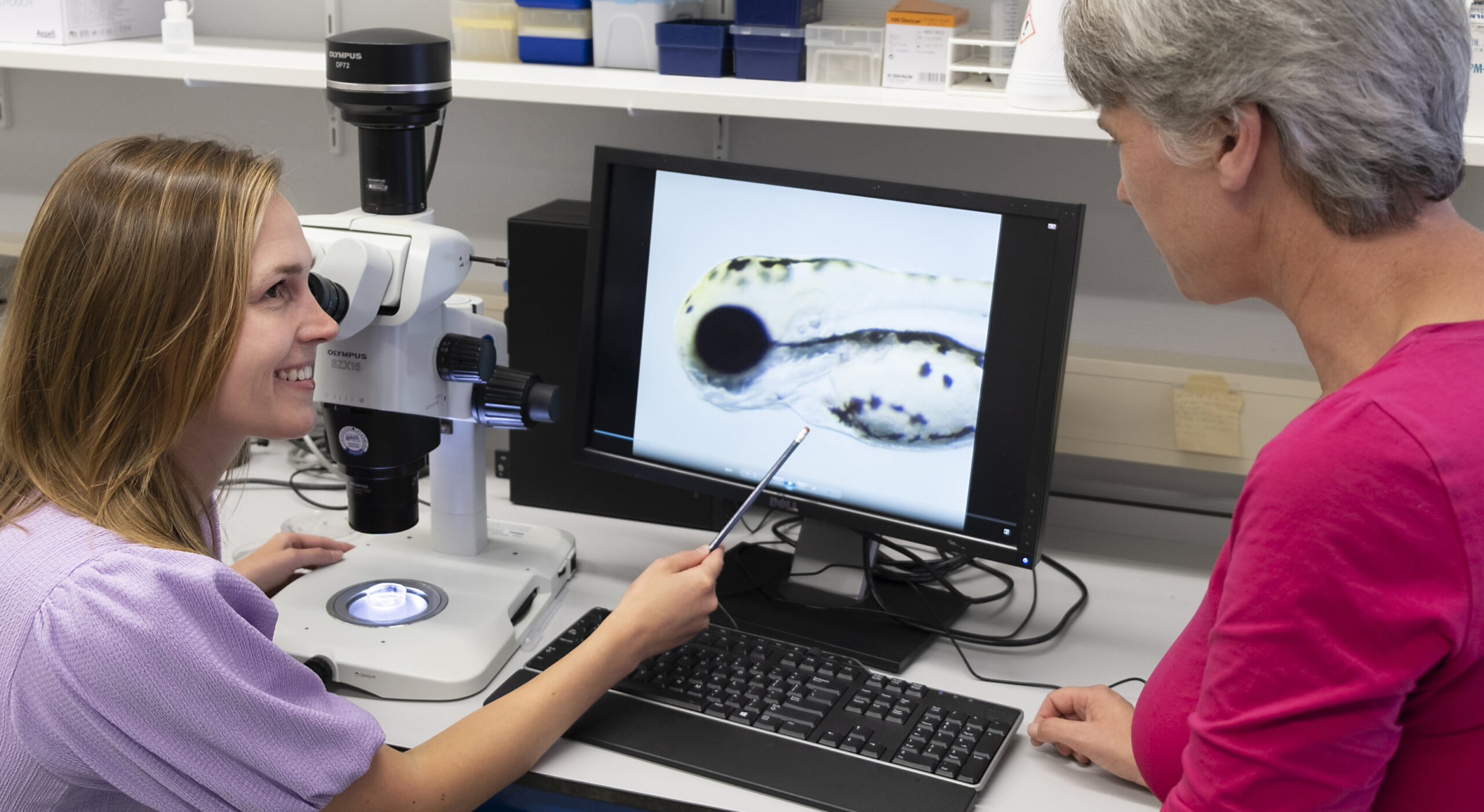 Zebravis helpt bij ontdekking van nieuw gen voor zeldzame ...