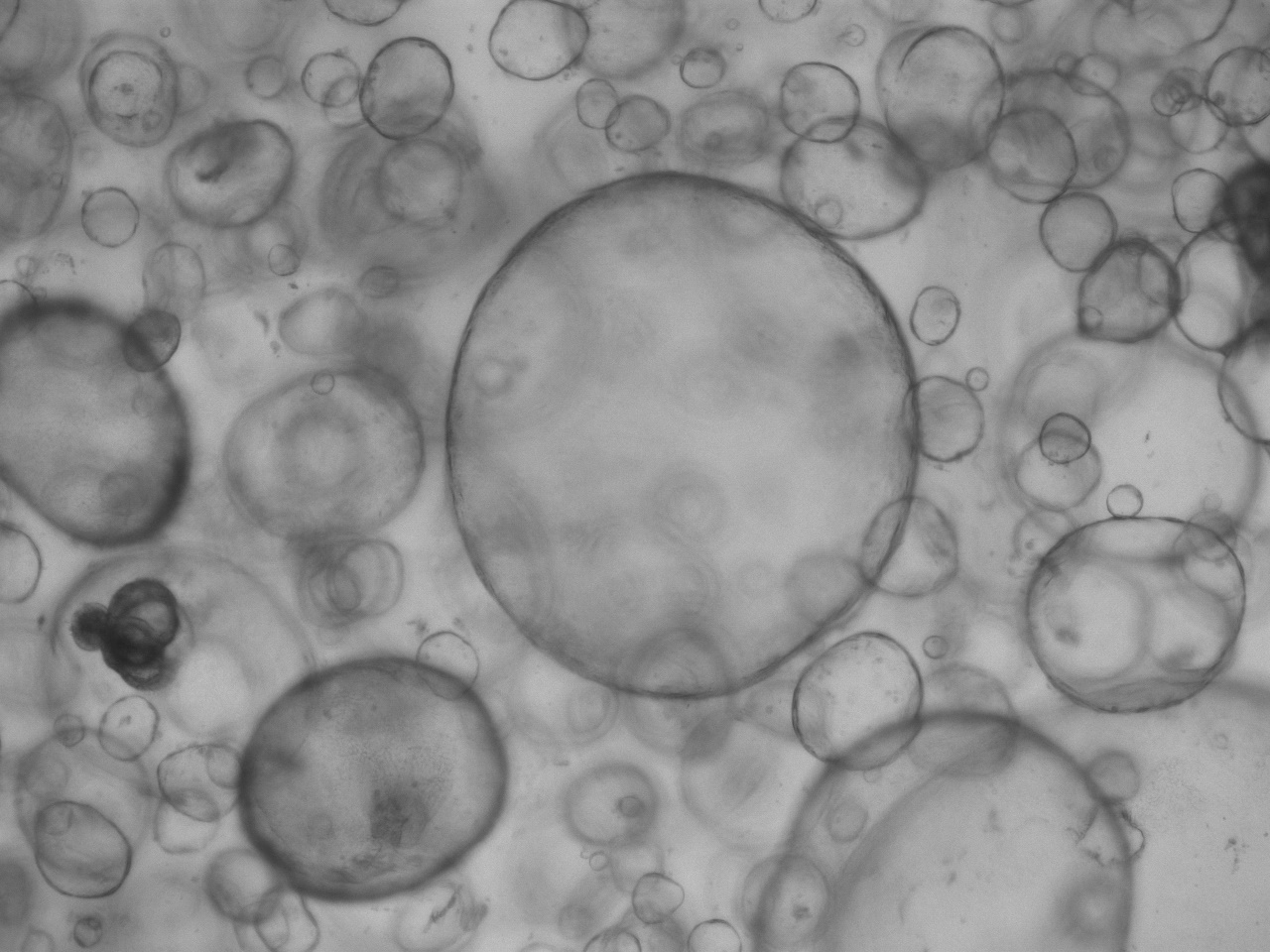 To be or not to be: an organoid - Amazing Erasmus MC