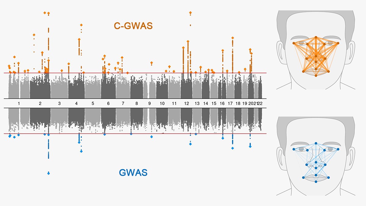 New GWAS method reveals new genes for facial features - Amazing Erasmus MC