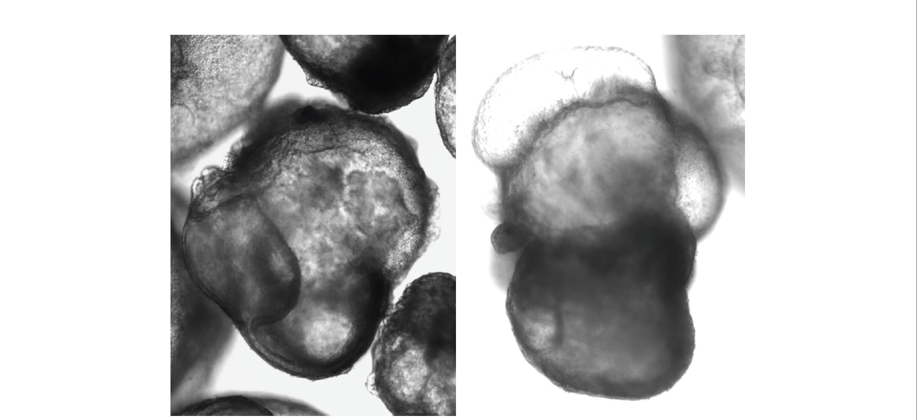 Scientists create mouse embryo from stem cells - Amazing Erasmus MC